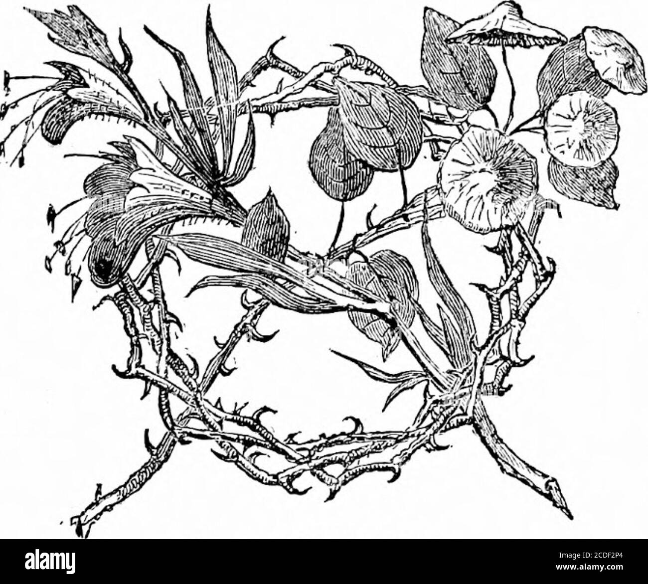 Variety spi Black and White Stock Photos & Images - Alamy