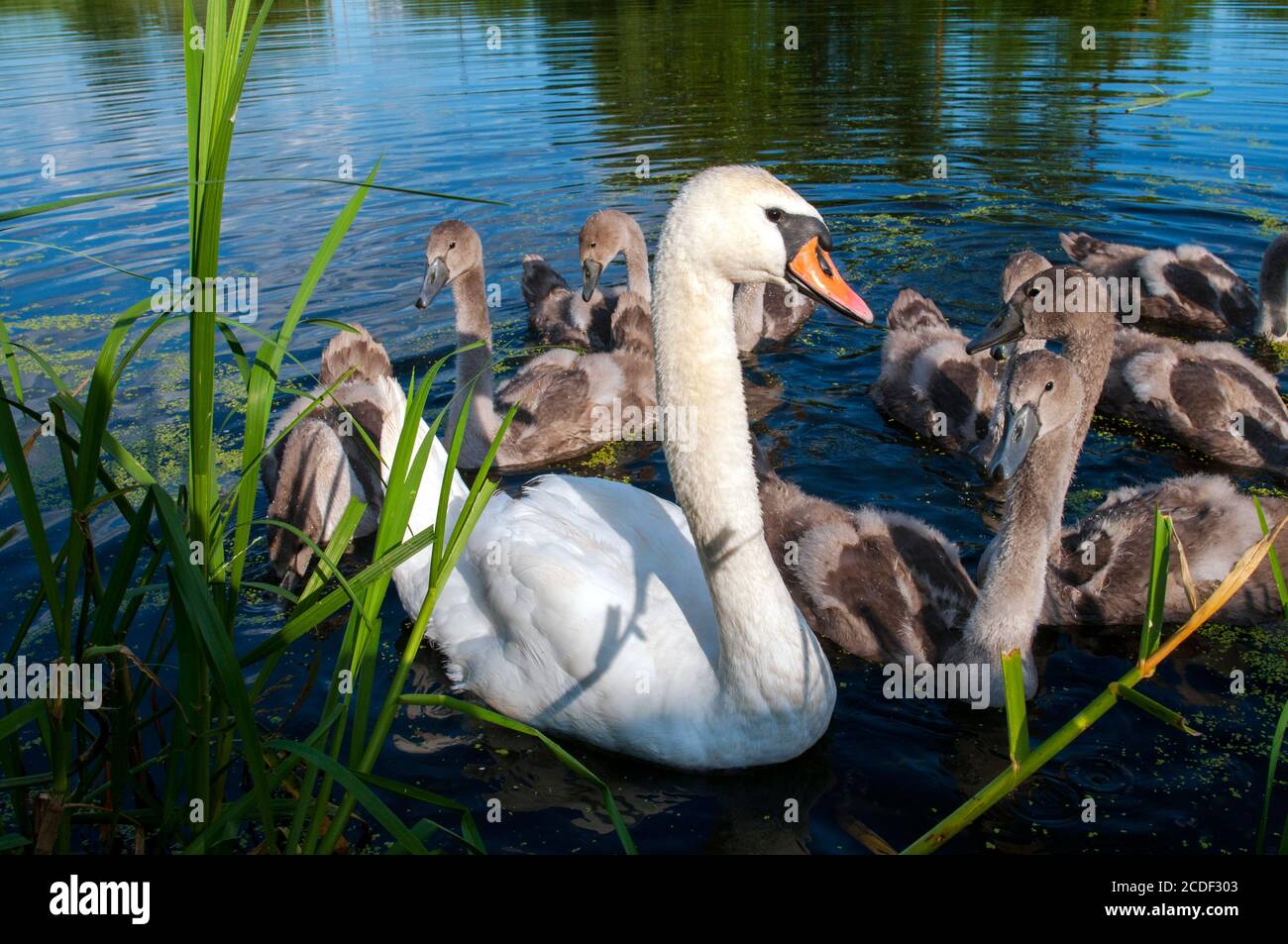Happy swan hi-res stock photography and images - Alamy