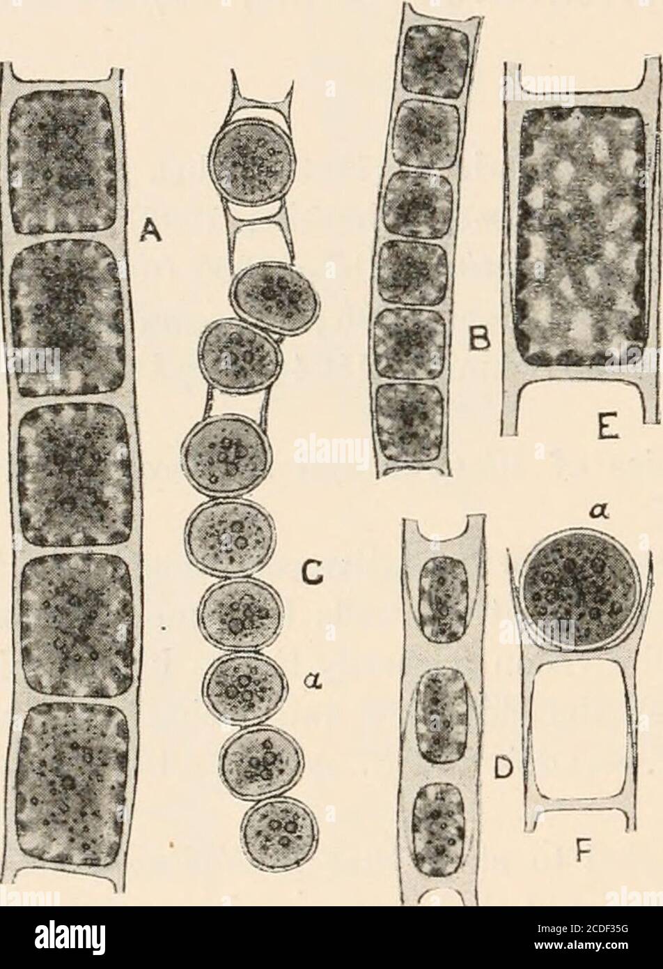 Freshwateralgae hi-res stock photography and images - Alamy