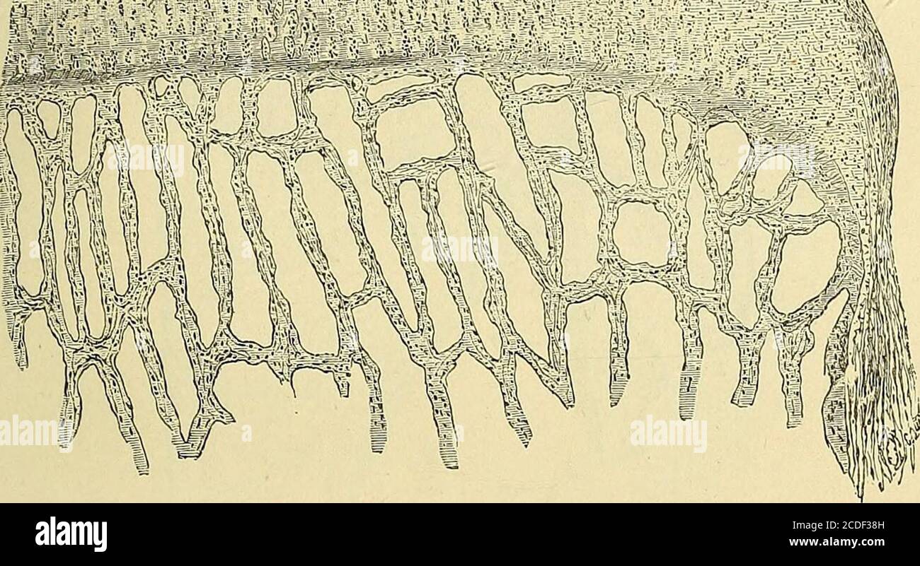 Articulation du poignet anatomie hi-res stock photography and images ...