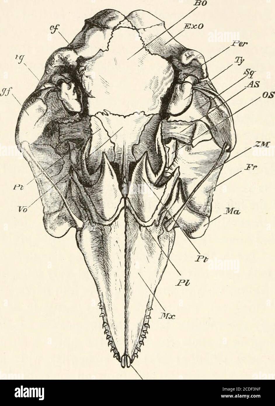 Antorbital hi-res stock photography and images - Alamy