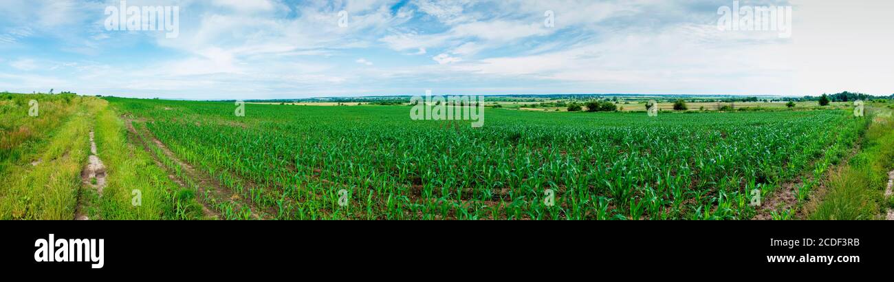 Cornfield pattern hi-res stock photography and images - Alamy