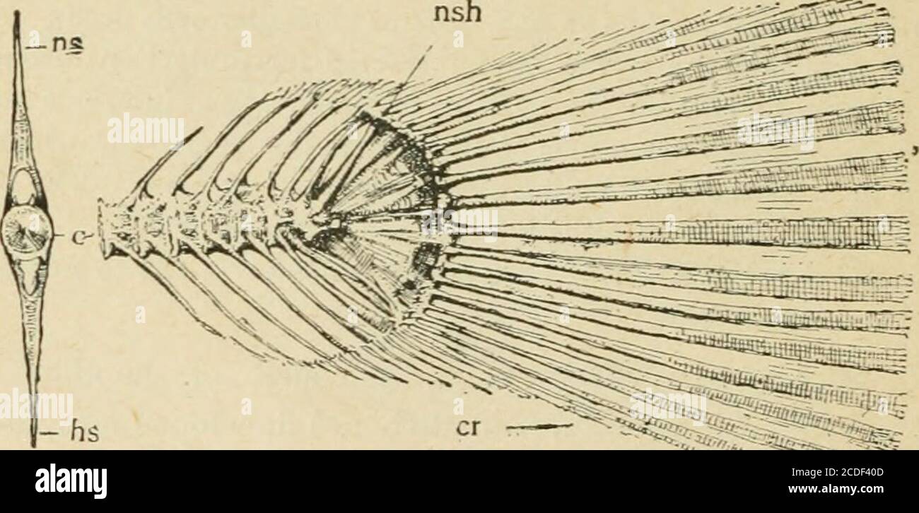 Catfishs hi-res stock photography and images - Alamy