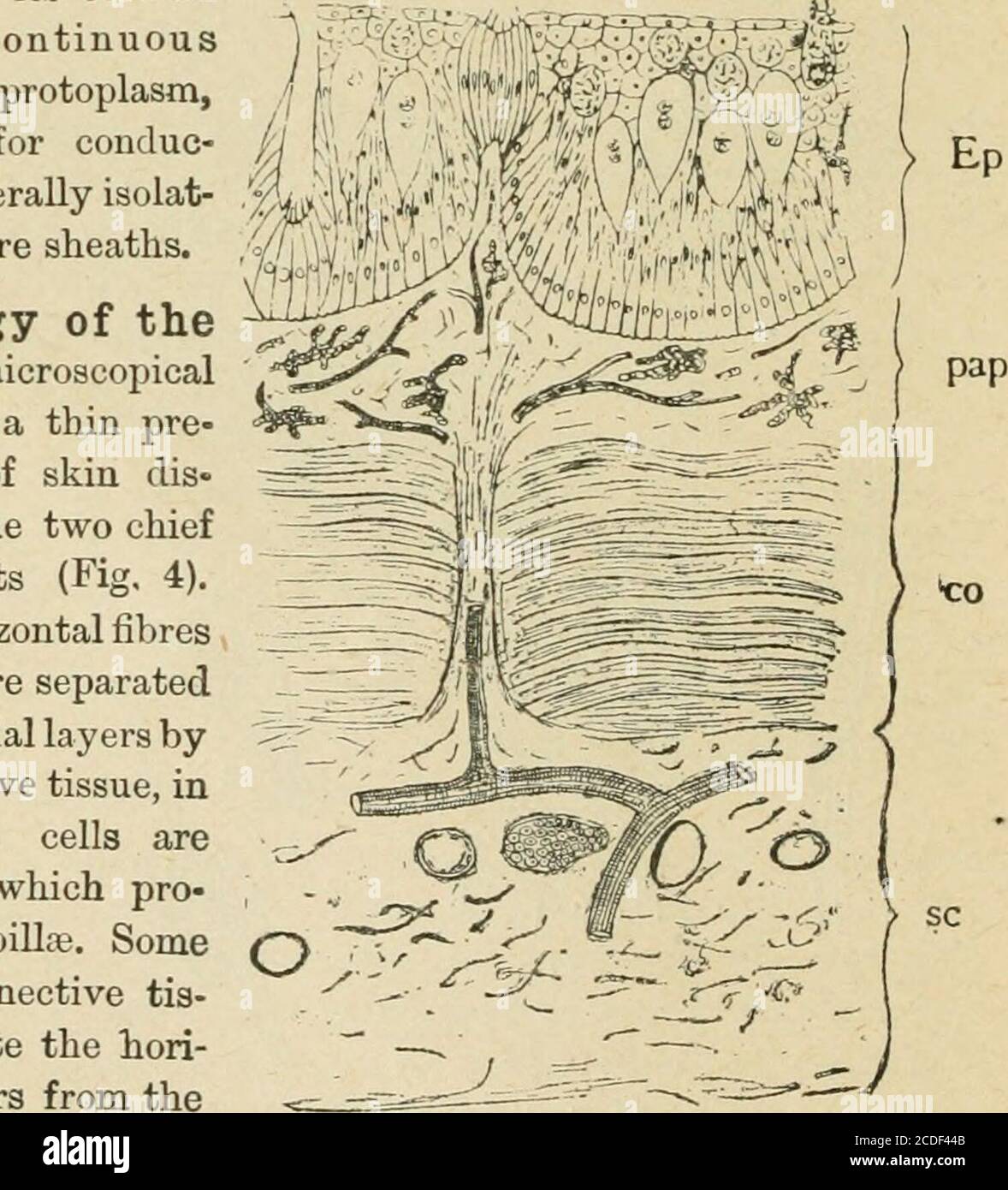 . An introduction to zoology : for the use of high schools . s evident ...