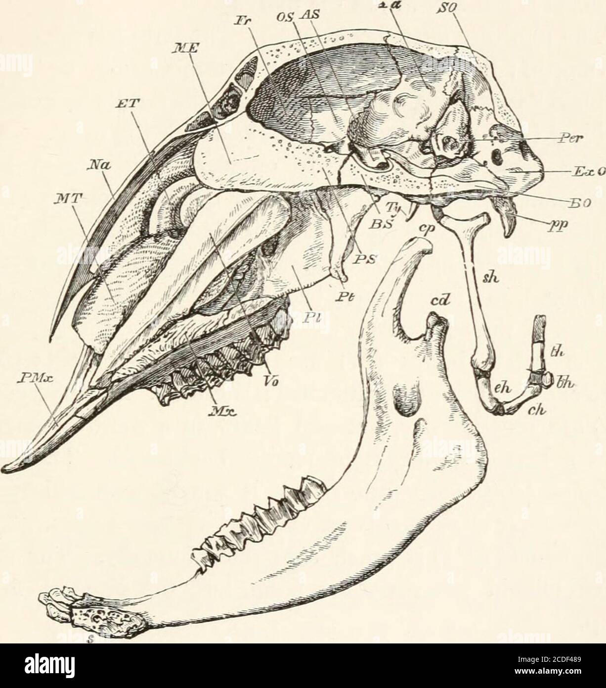 . An introduction to the osteology of the mammalia . ferencein the ...