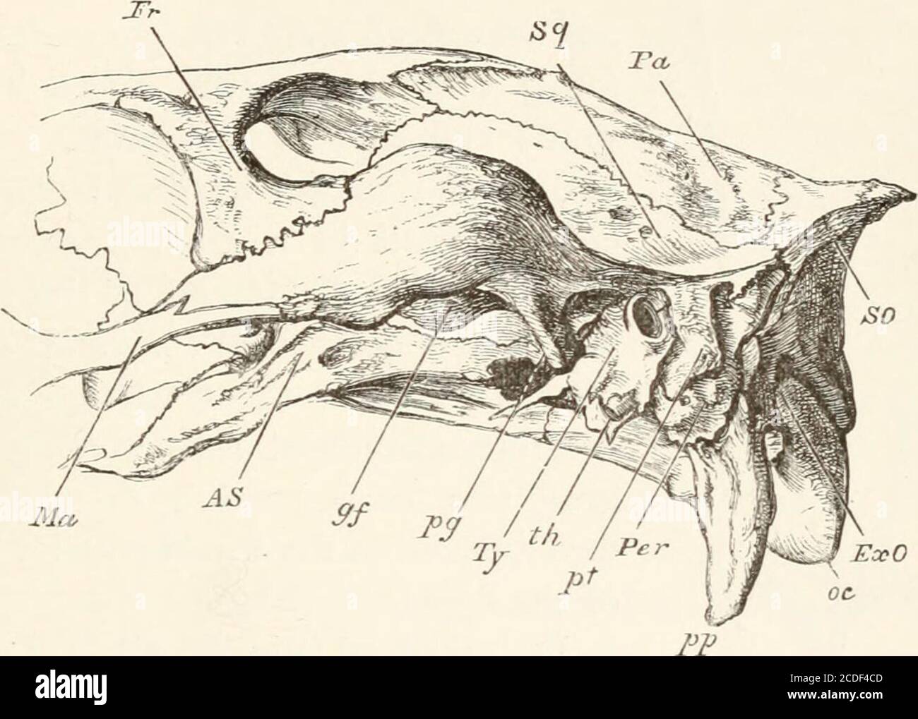 . An introduction to the osteology of the mammalia . e is very narrow ...