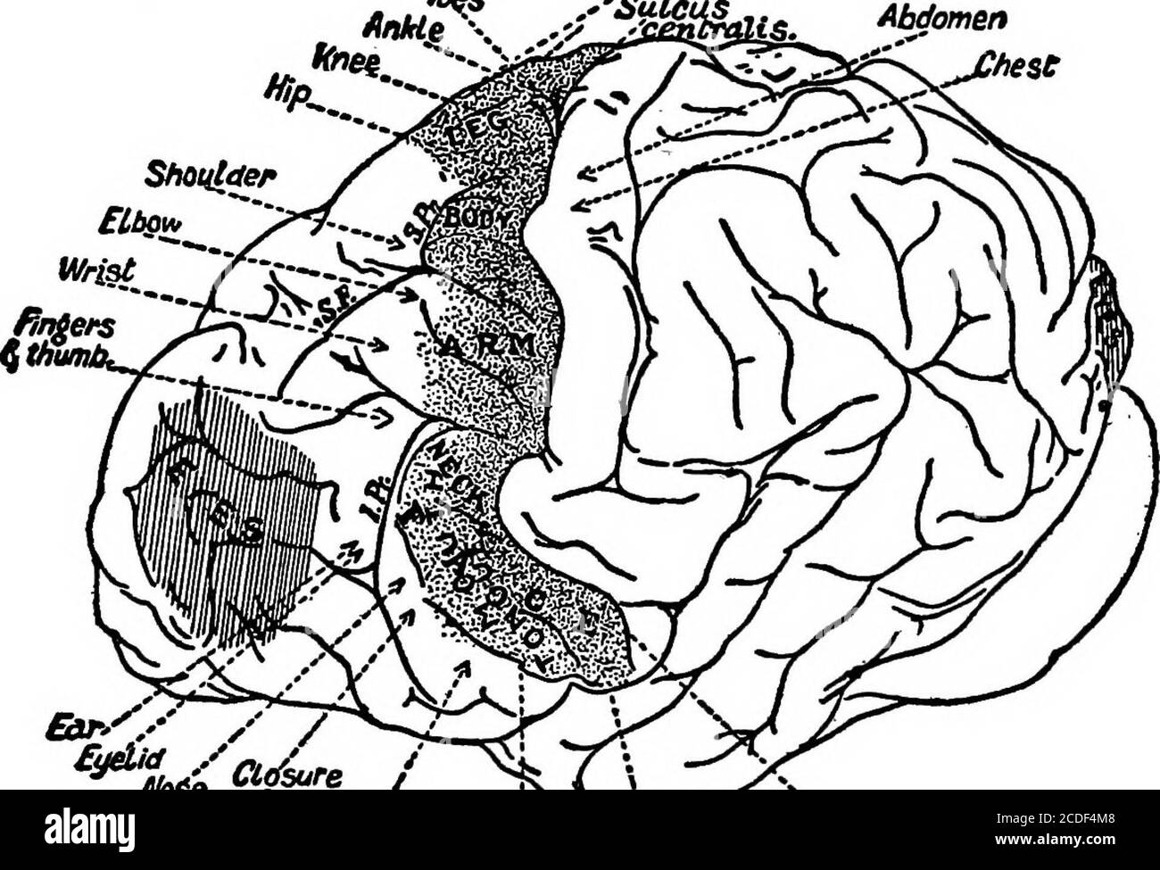 . Elements of physiological psychology; a treatise of the activities ...