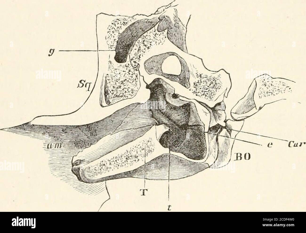 Foramen lacerum hi-res stock photography and images - Alamy