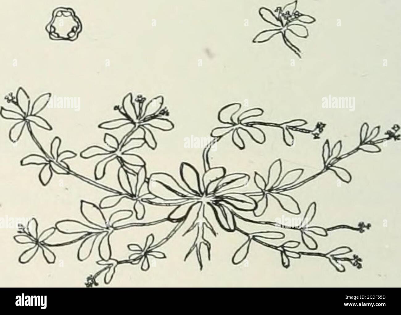 Weed victims hi-res stock photography and images - Alamy