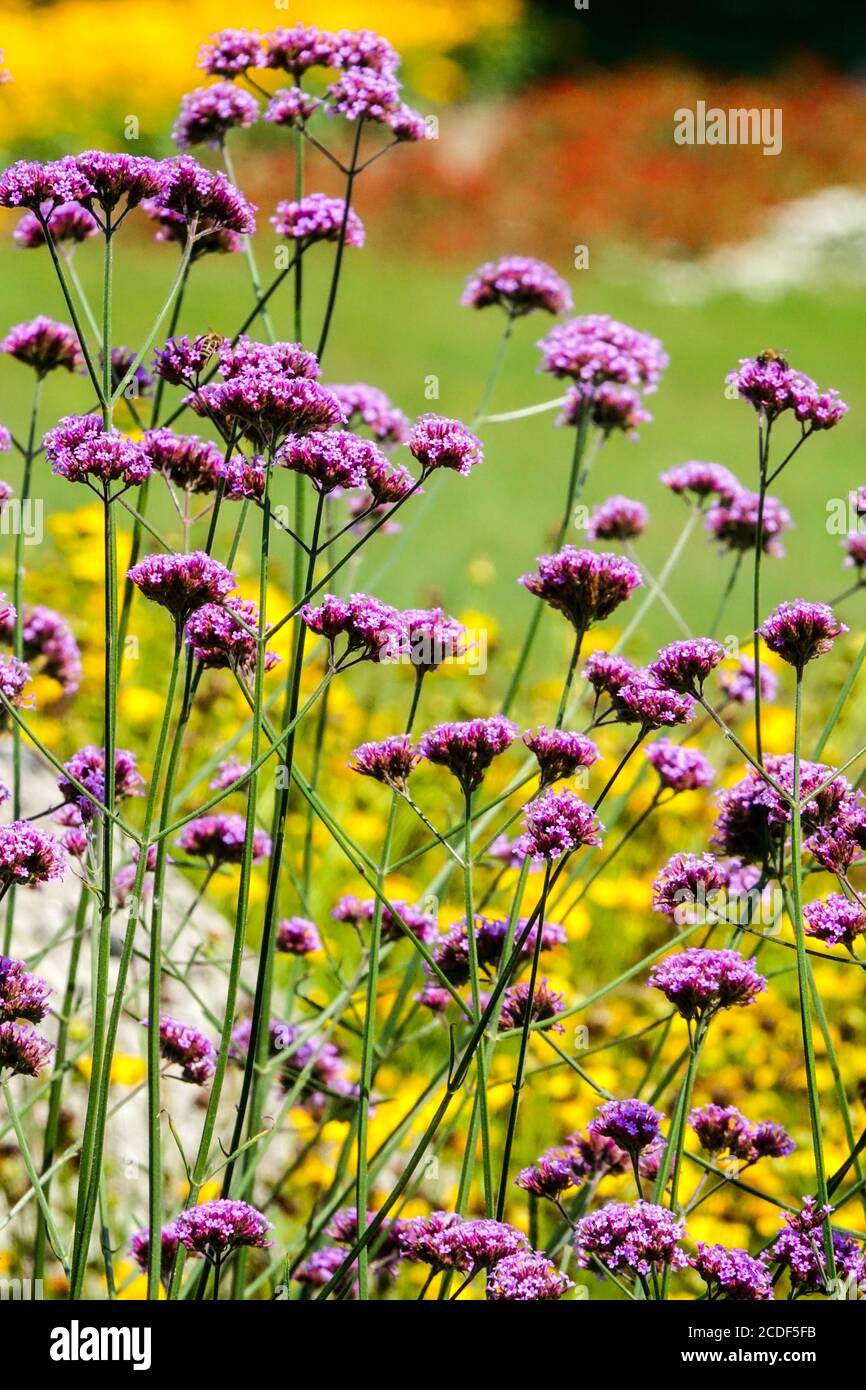 Verbena bonariensis in border hi-res stock photography and images - Alamy