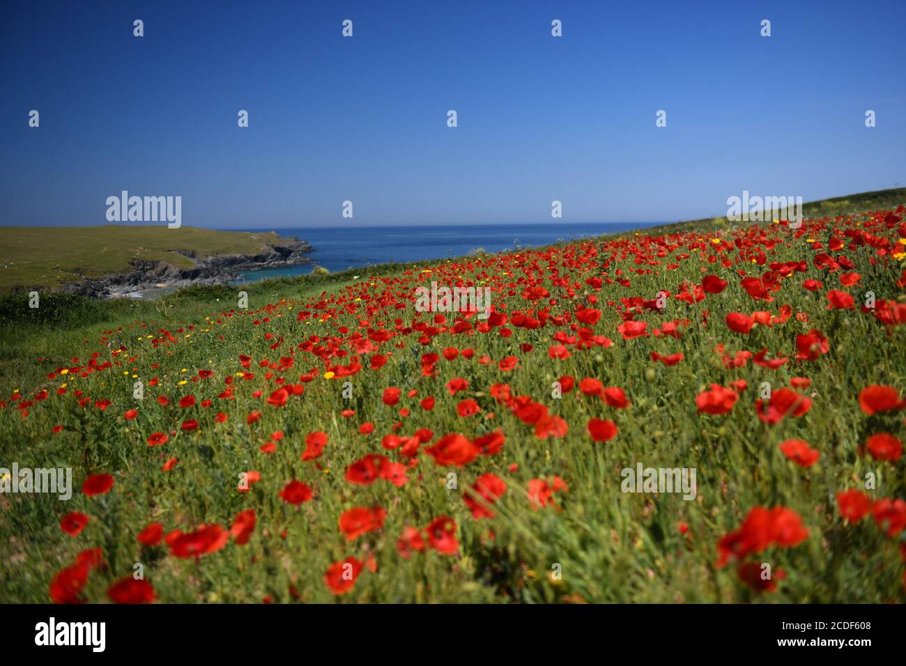 West pentire cornwall hi-res stock photography and images - Alamy