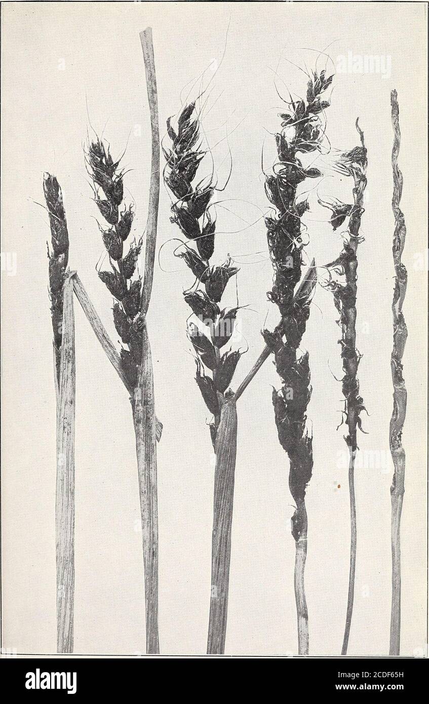 Barley Plant Diagram