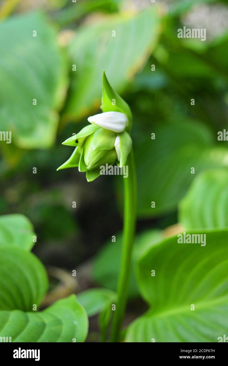 Unusually beautiful growing white flowers, perennial hosts against a ...