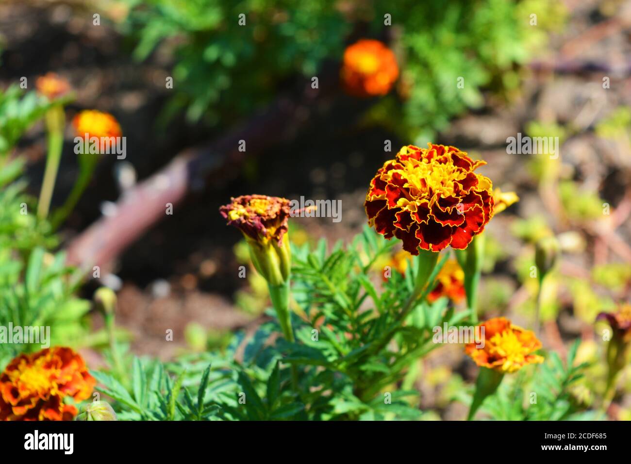 Bright and colorful curly flowers of black-haired flowers growing on ...