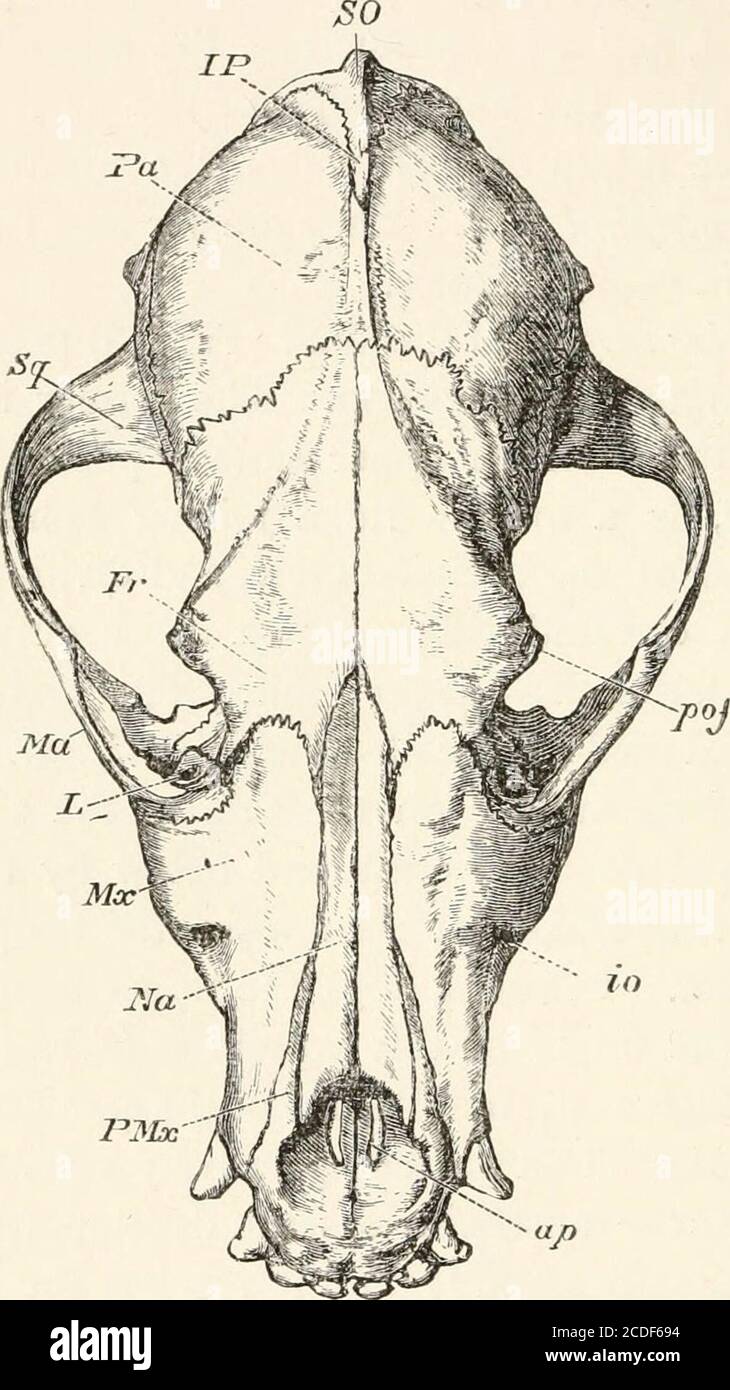 . An introduction to the osteology of the mammalia . ,called the ...