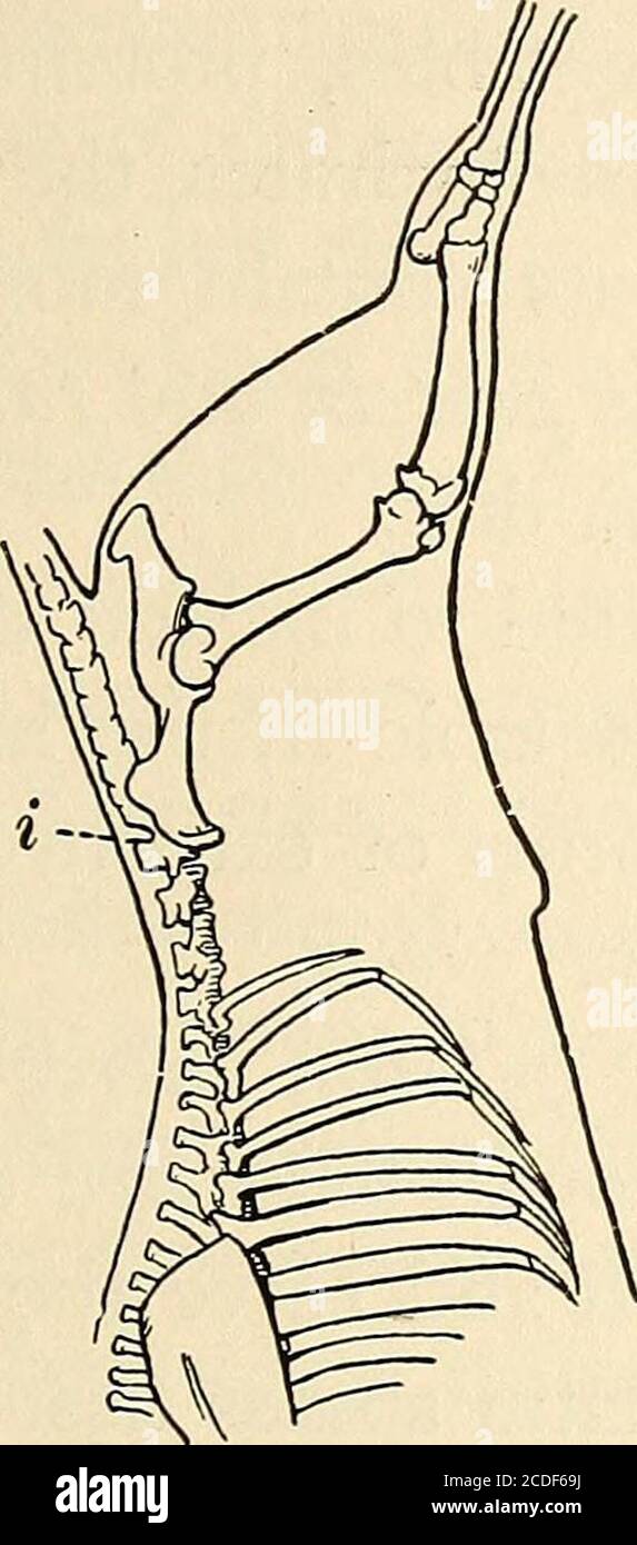 . Food; what it is and does . Hip-bone steak Delmonico steak (Adaptec ...