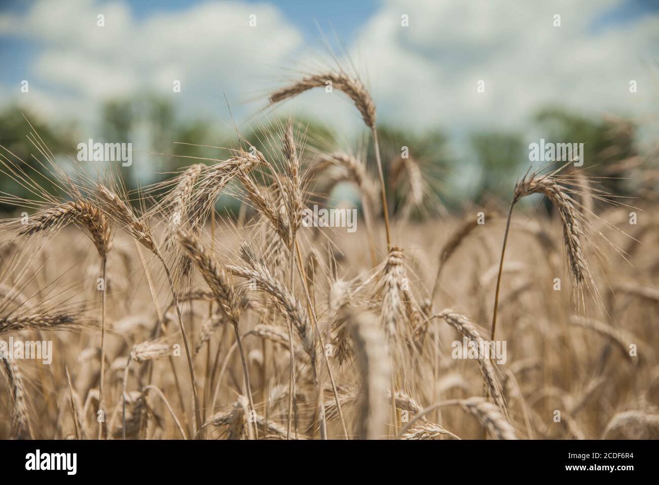 Closeup shot of a beautiful wheat field Stock Photo - Alamy