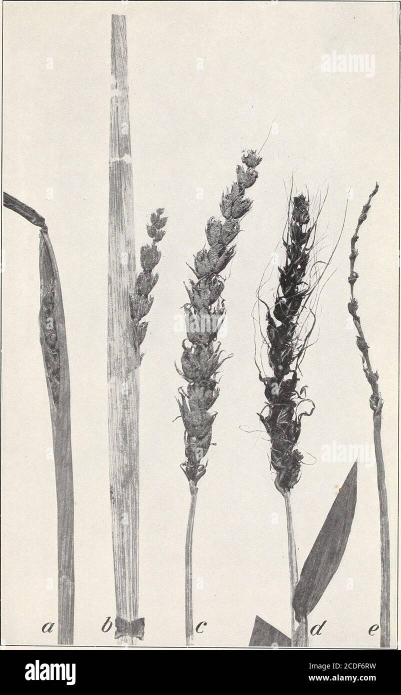 Various stages of plant development hi-res stock photography and images ...
