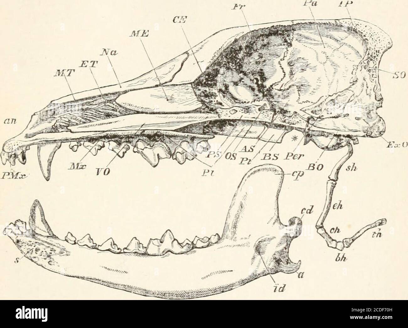 Dog skull diagram hi-res stock photography and images - Alamy
