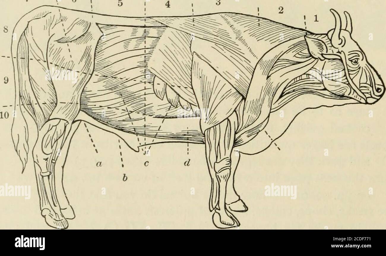 . Food; what it is and does . i — neck 4 — thick or hip sirloin b ...