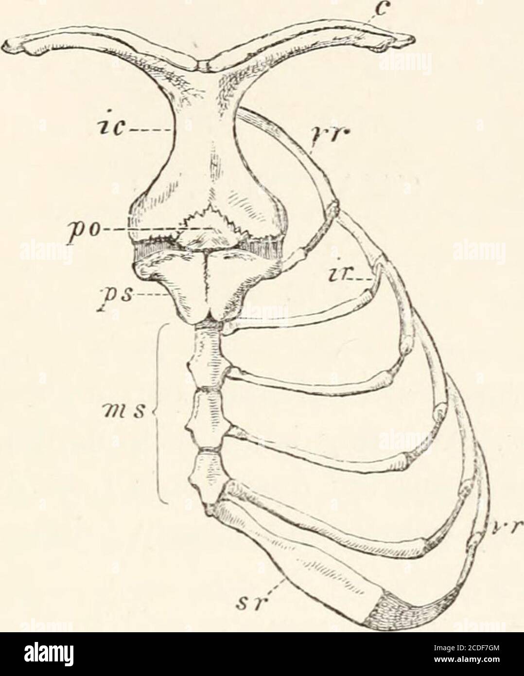 . An introduction to the osteology of the mammalia . r broad atthe ...