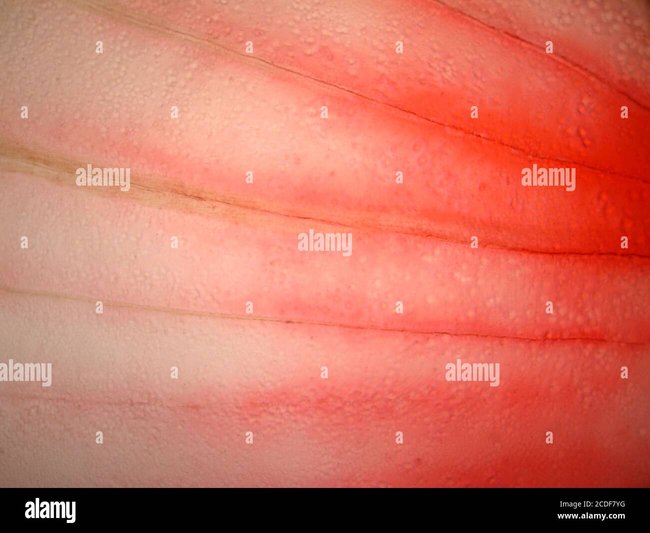 Squamas hi-res stock photography and images - Alamy