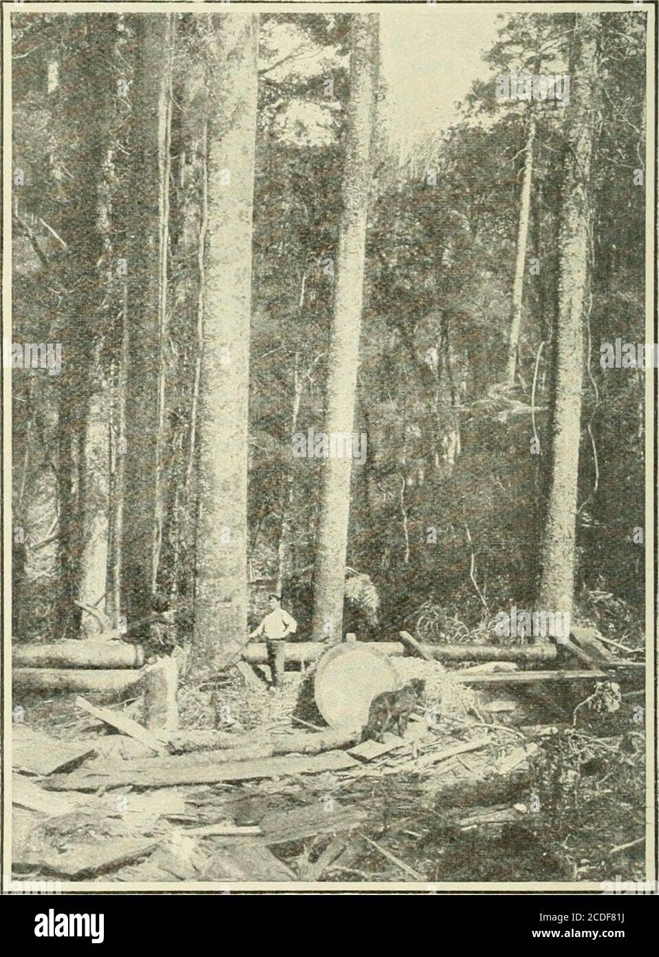 Teredo worm hi-res stock photography and images - Alamy