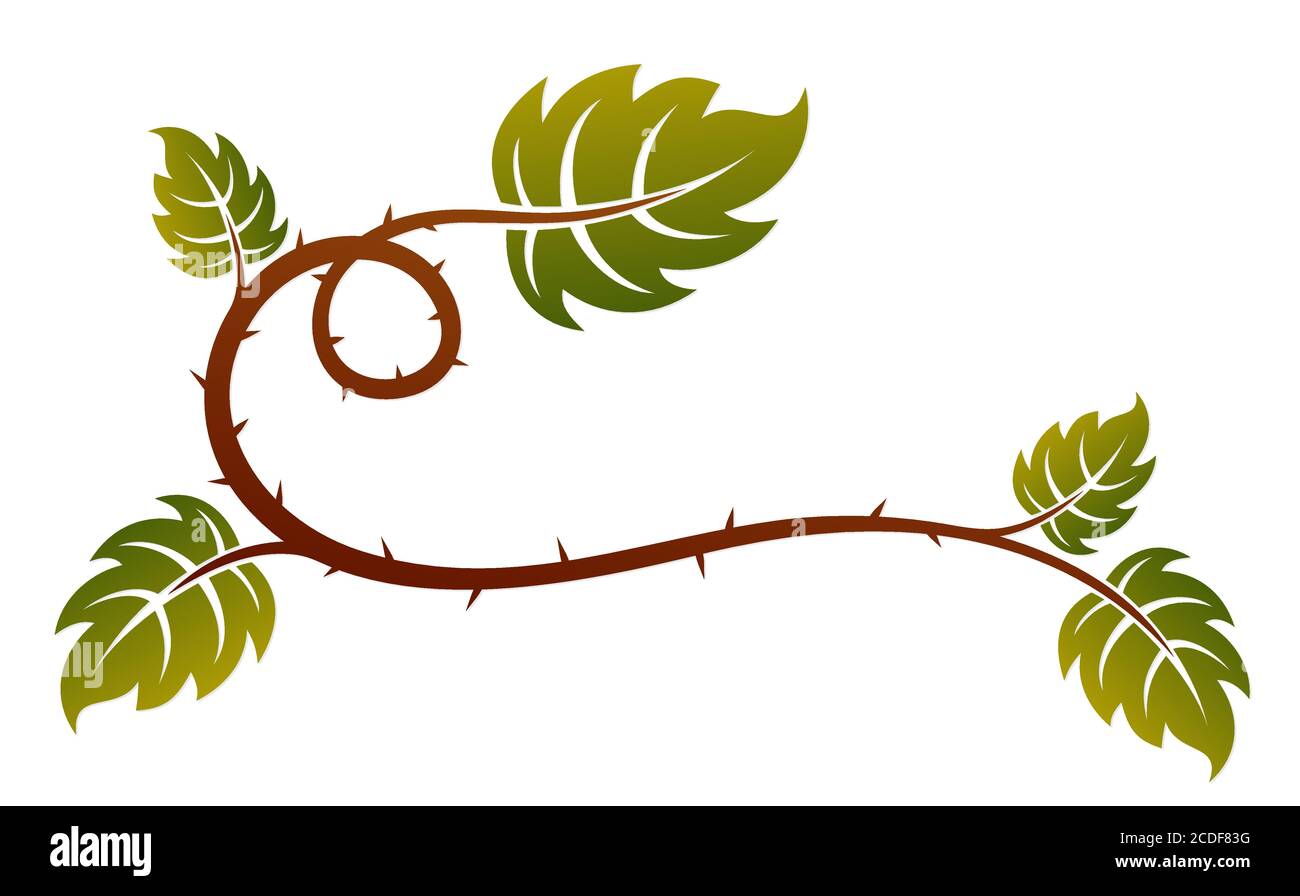 Barbed leaves Stock Vector Images - Alamy