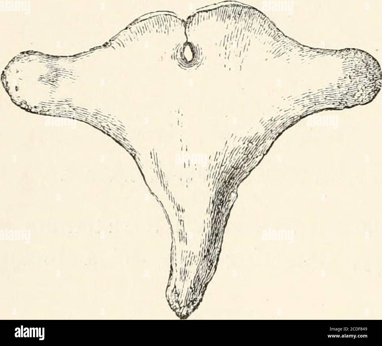 . An introduction to the osteology of the mammalia . FIG. 38.—Sternum ...