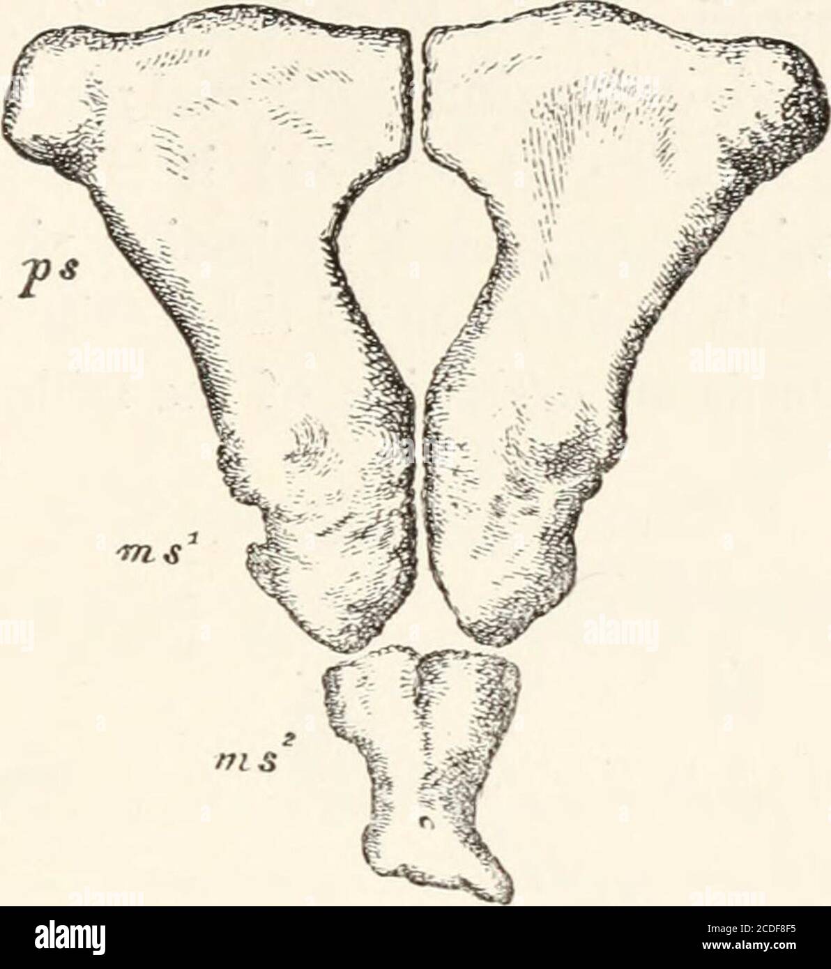 Three distinct pairs hi-res stock photography and images - Alamy