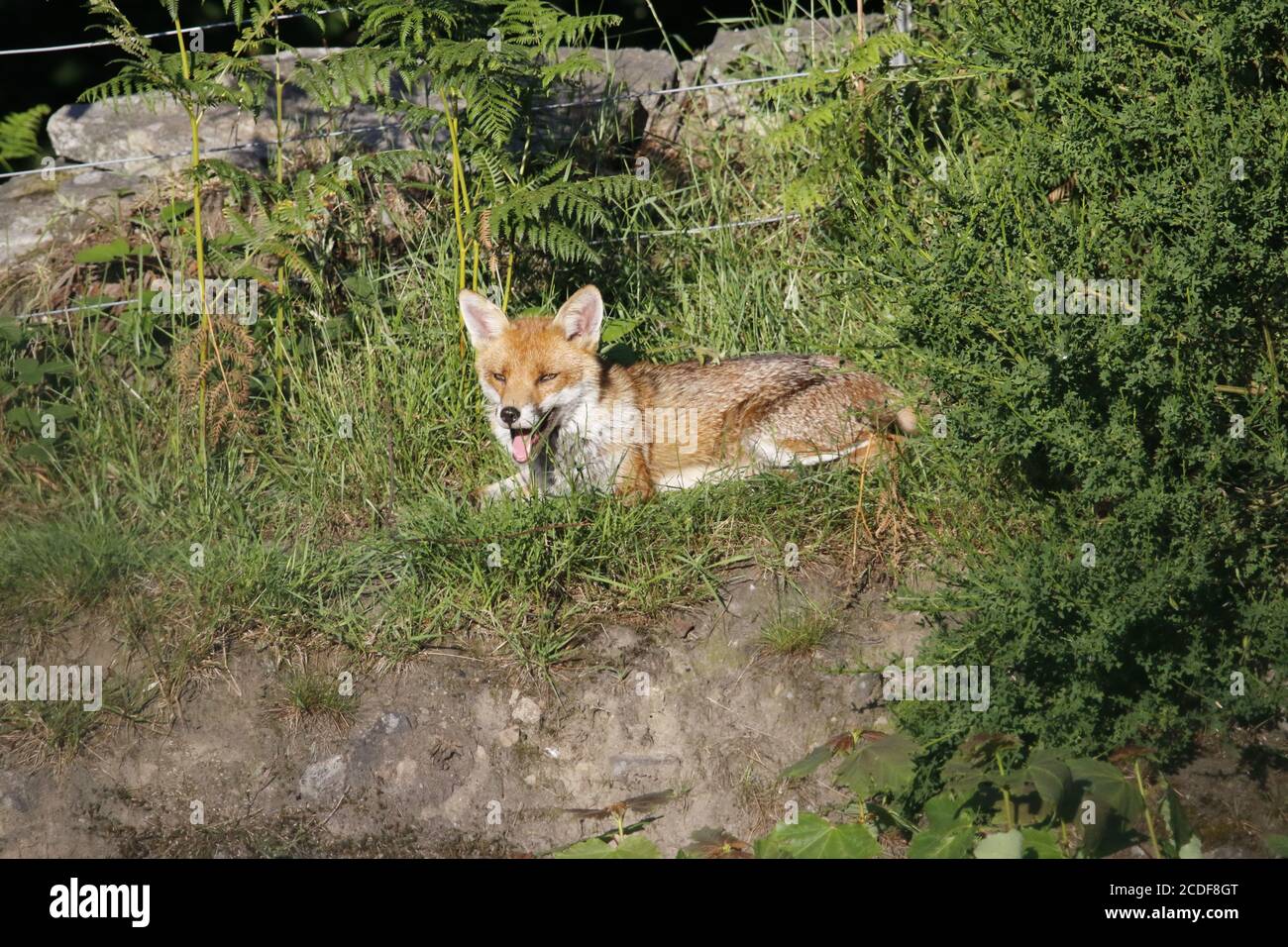 Female fox relaxing in the sunshine Stock Photo - Alamy