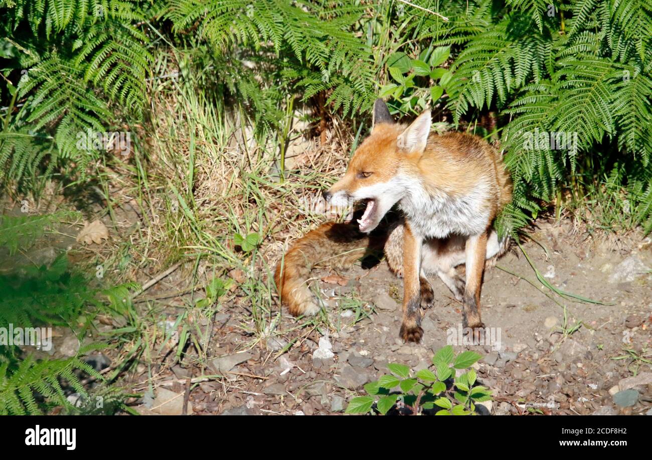 Female fox relaxing in the sunshine Stock Photo - Alamy
