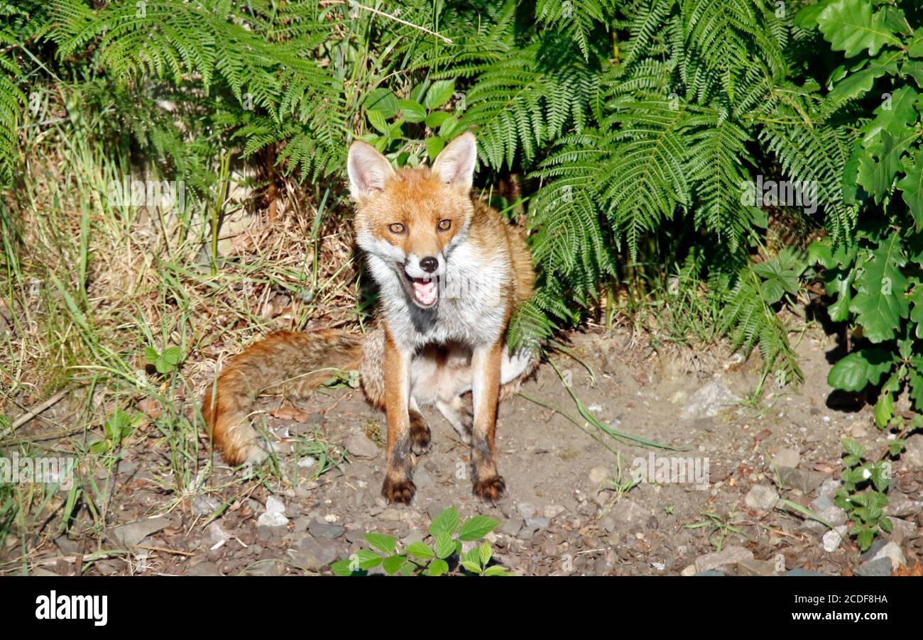 Female fox relaxing in the sunshine Stock Photo - Alamy