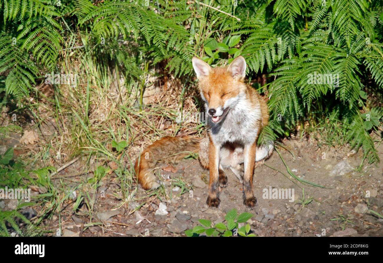 Female fox relaxing in the sunshine Stock Photo - Alamy