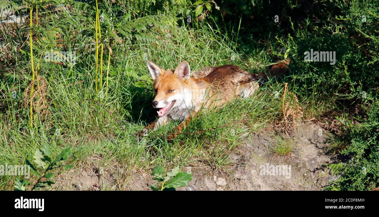 Female fox relaxing in the sunshine Stock Photo - Alamy