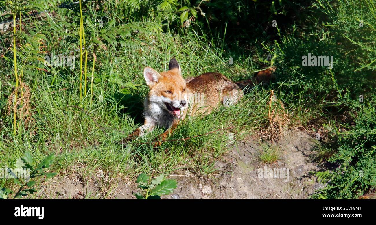Female fox relaxing in the sunshine Stock Photo - Alamy