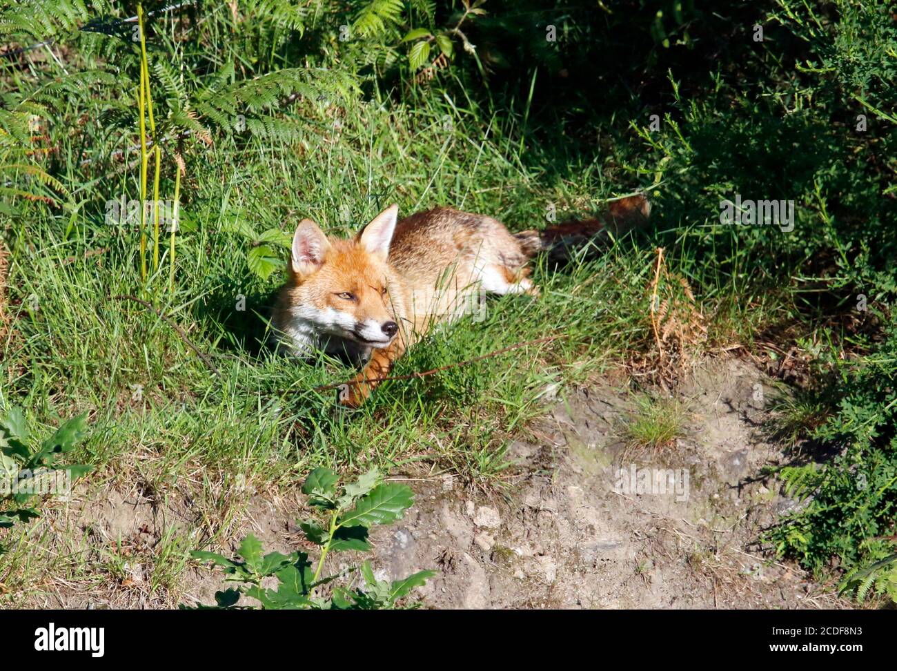 Female fox relaxing in the sunshine Stock Photo - Alamy