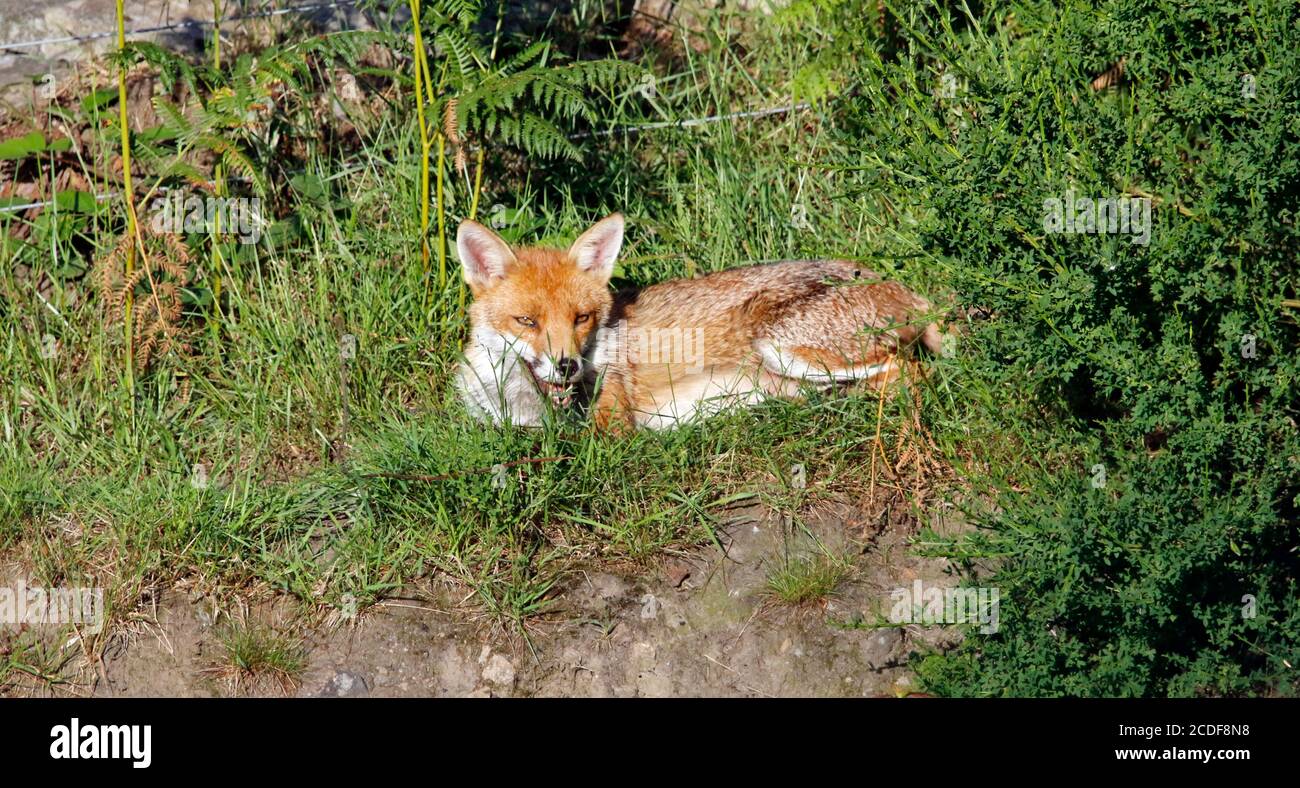 Female fox relaxing in the sunshine Stock Photo - Alamy