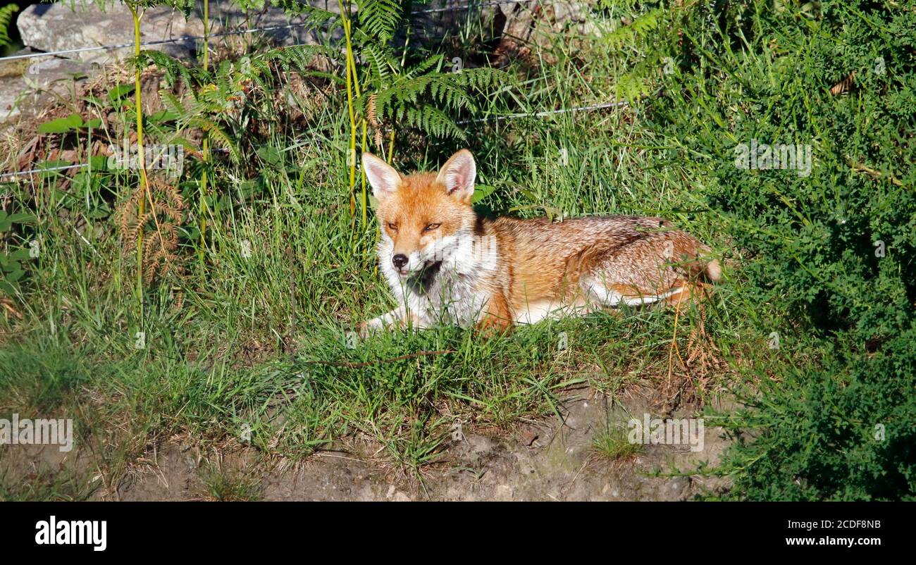 Female fox relaxing in the sunshine Stock Photo - Alamy