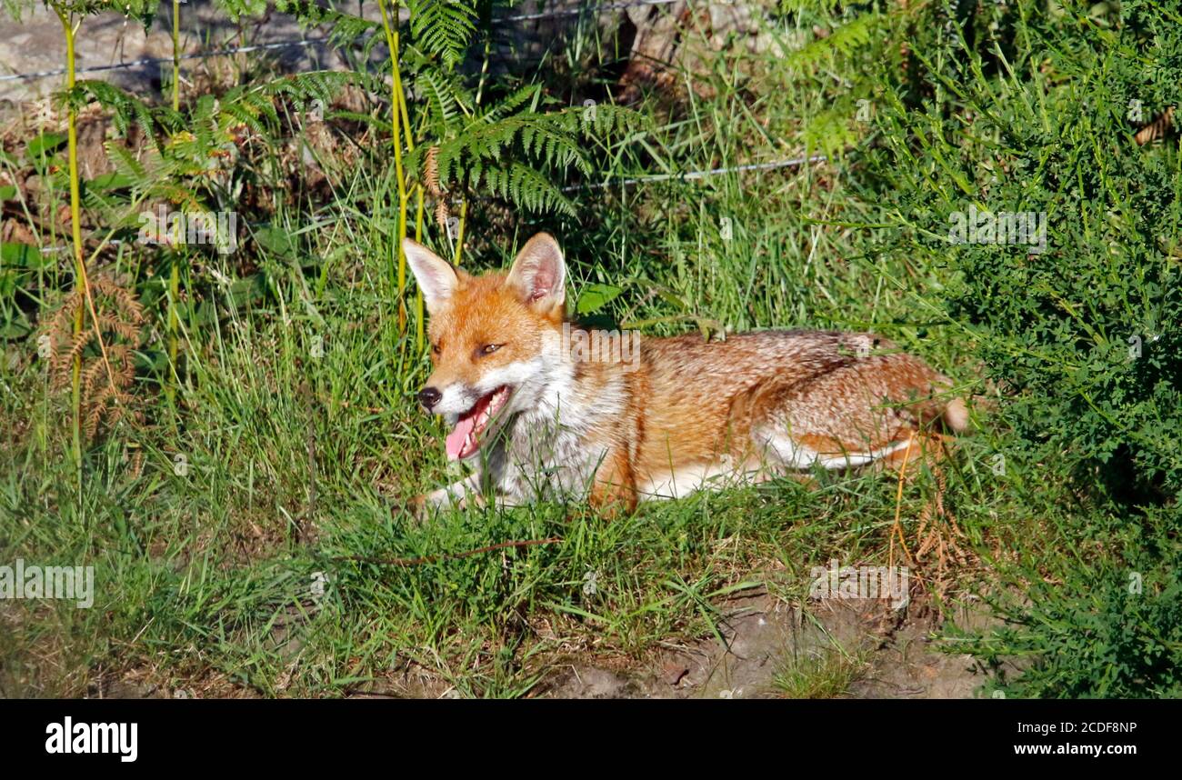 Female fox relaxing in the sunshine Stock Photo - Alamy