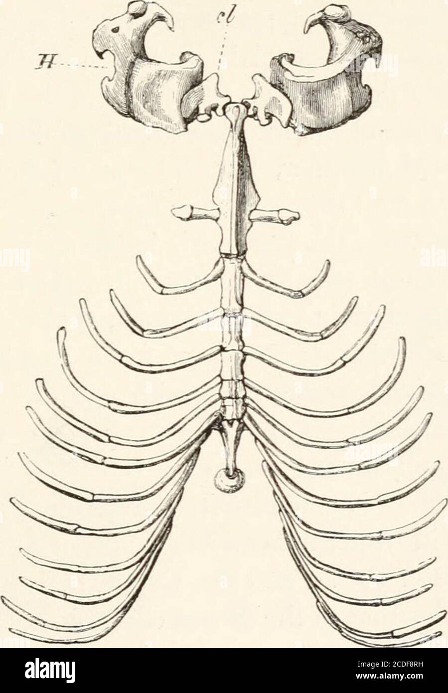 Xiphisternum hi-res stock photography and images - Alamy