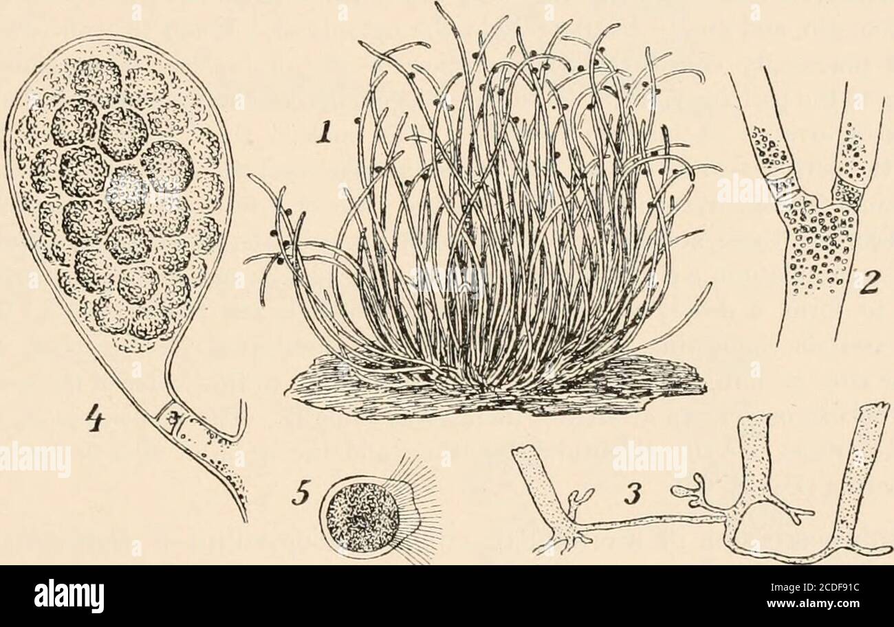 . Algæ. Vol. I. Myxophyceæ, Peridinieæ, Bacillarieæ, Chlorophyceæ ...