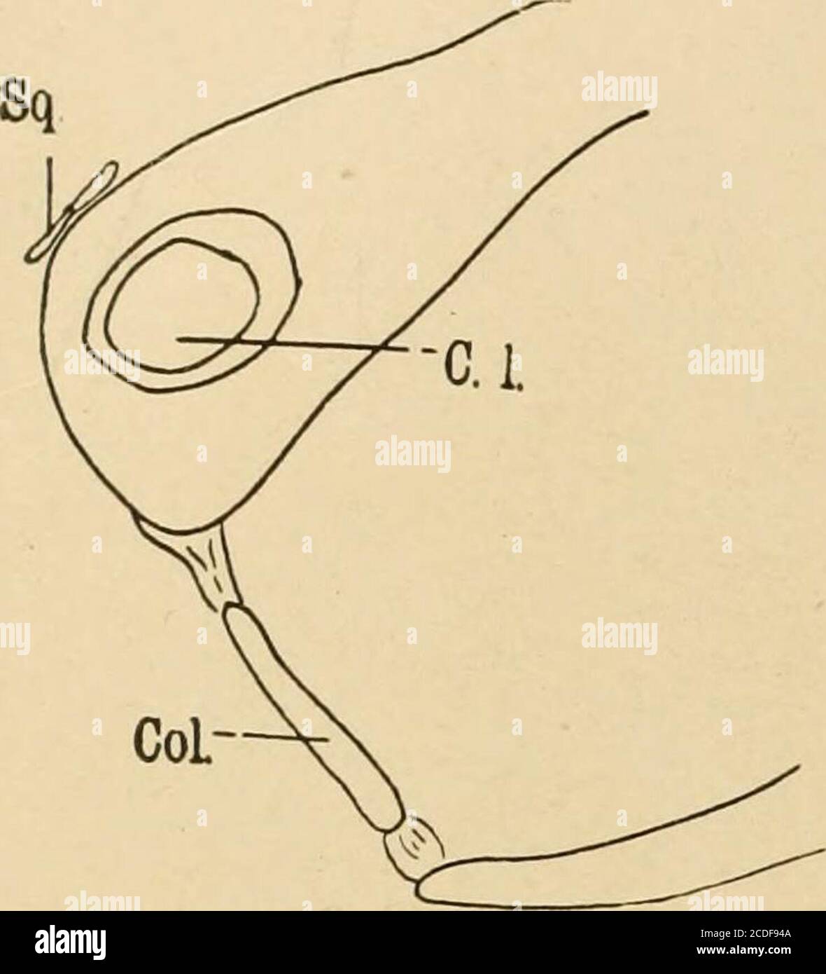 . Journal of morphology . Fig. 58.—Larval Necturus. Fig. 59.—Larval ...