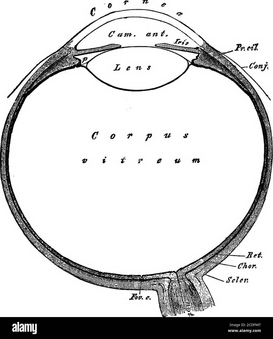 Left eye horizontal section hi-res stock photography and images - Alamy