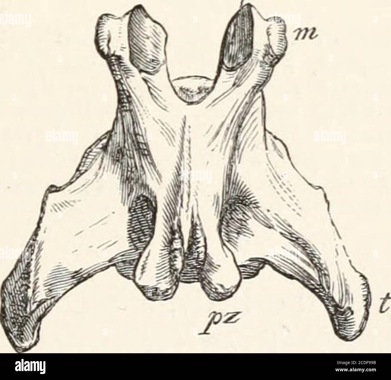 . An introduction to the osteology of the mammalia . FIG, 25.—Anterior ...