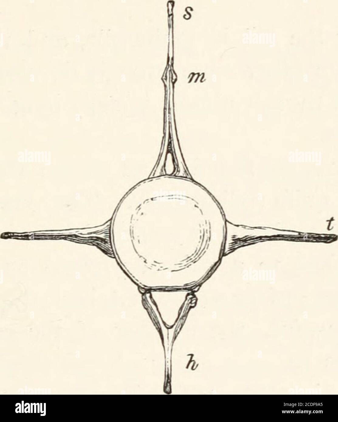 . An introduction to the osteology of the mammalia . mity of the body ...