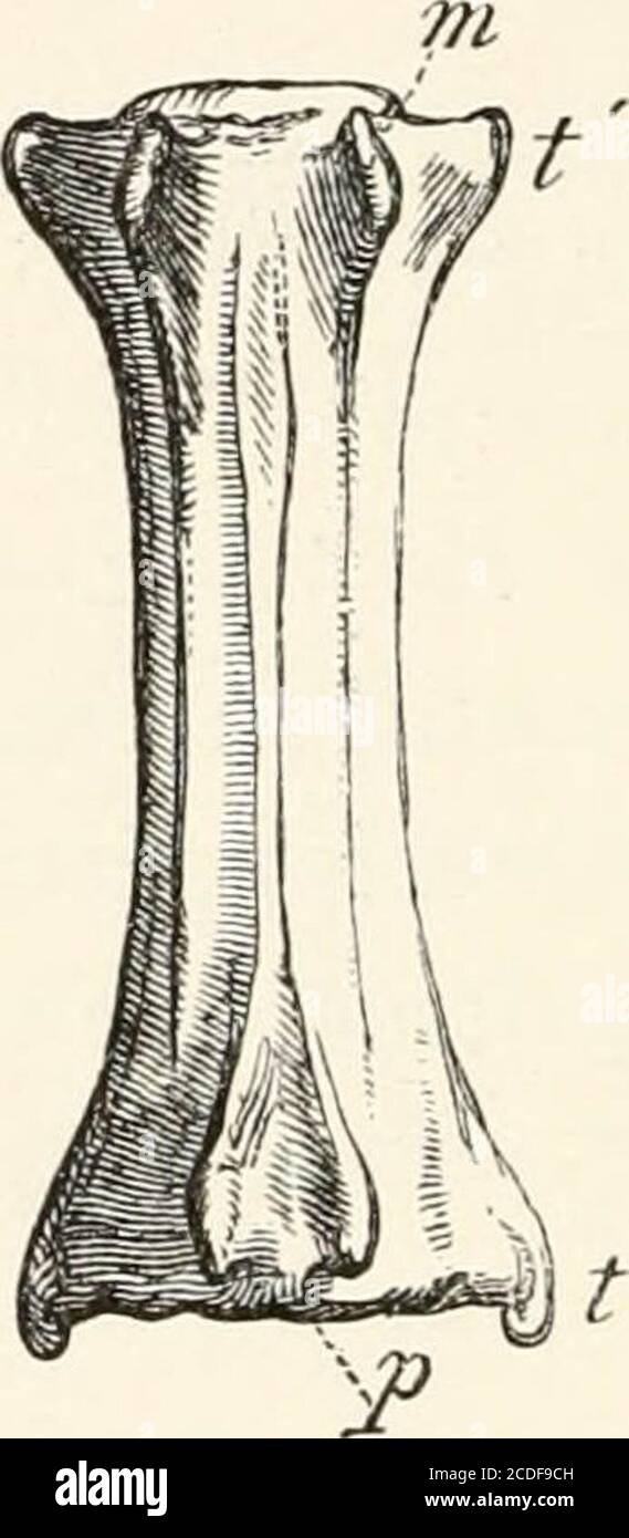 . An introduction to the osteology of the mammalia . FIG. 27.—Anterior ...