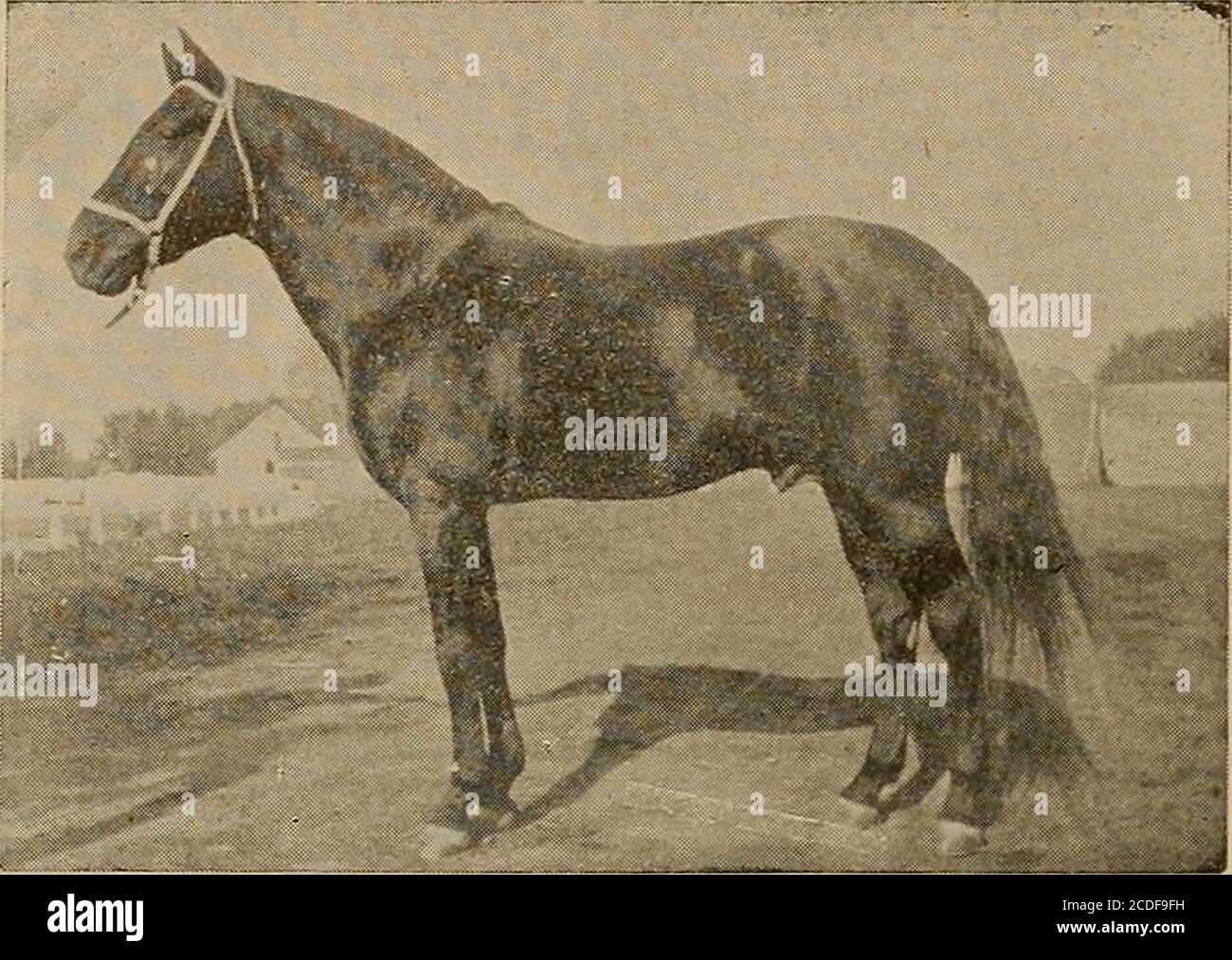 Parm star hi-res stock photography and images - Alamy