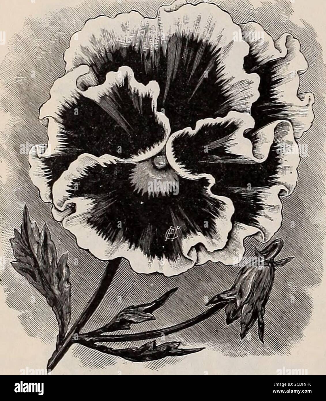 . Beckert's garden field and flower seeds . COLEUS HYBKIDUS ORNATUS ...