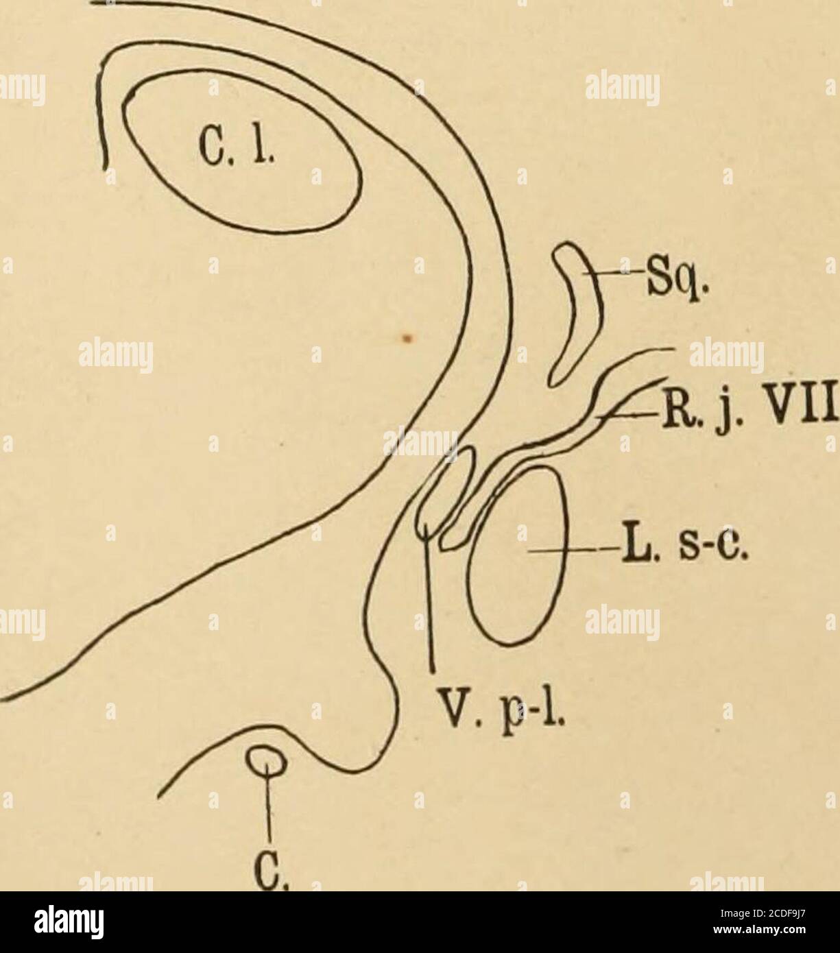 . Journal of morphology . L s-c. Fig. 56.—Adult Cryptobranclius. Fig ...